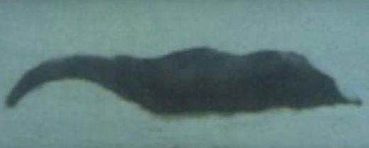 Is there a cornish sea monster? » The MALESTROM