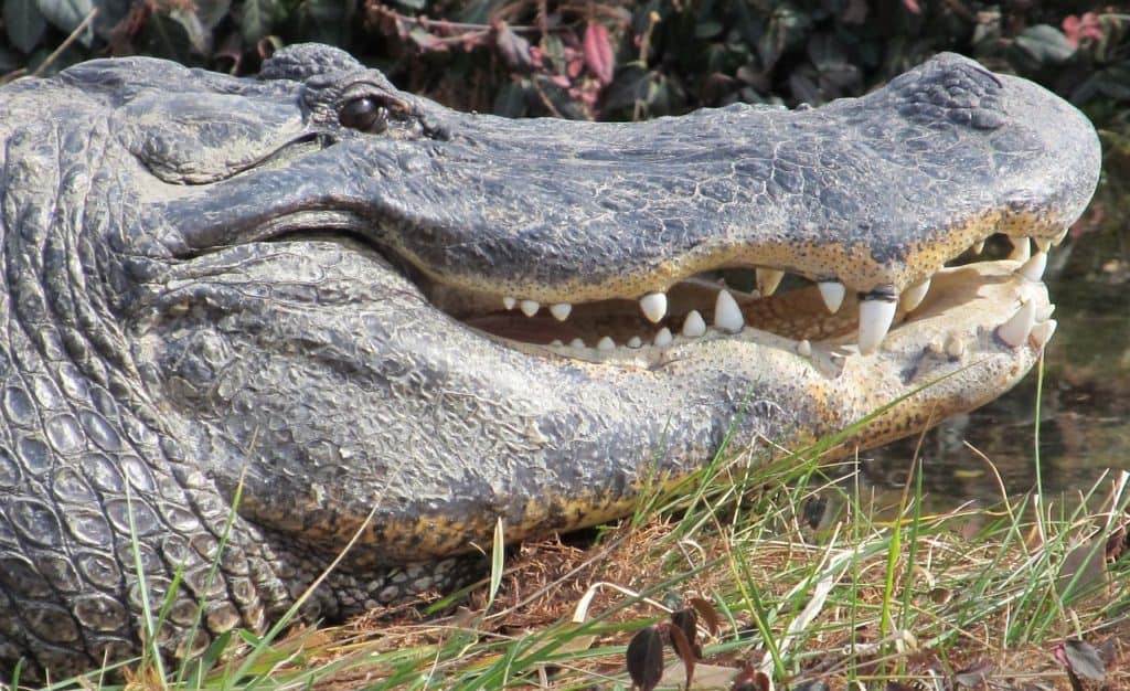 Urban Legend? New York's Sewer Alligators » The MALESTROM