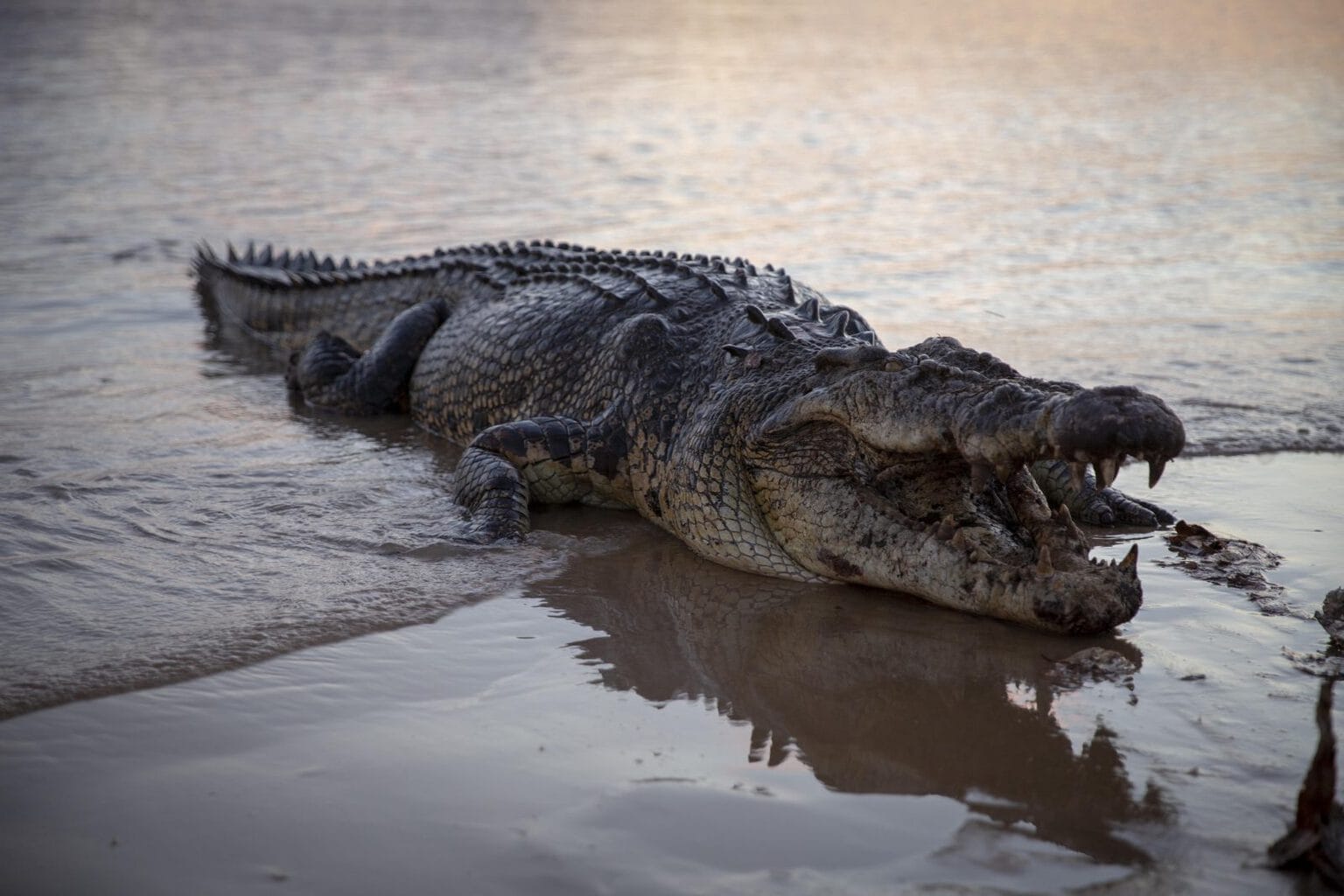 Interview with Monster Croc Wrangler Matt Wright » The MALESTROM